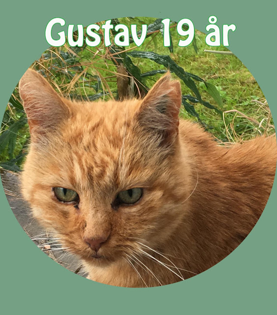 Katten Gustav: En stor dag!