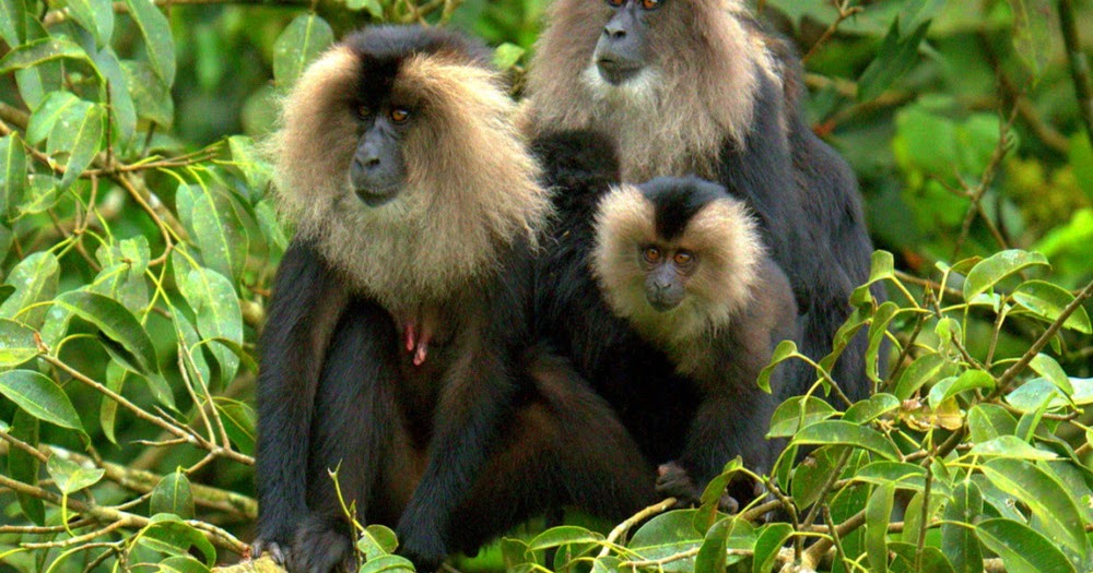 Lion Tailed Macaque Conservation in India