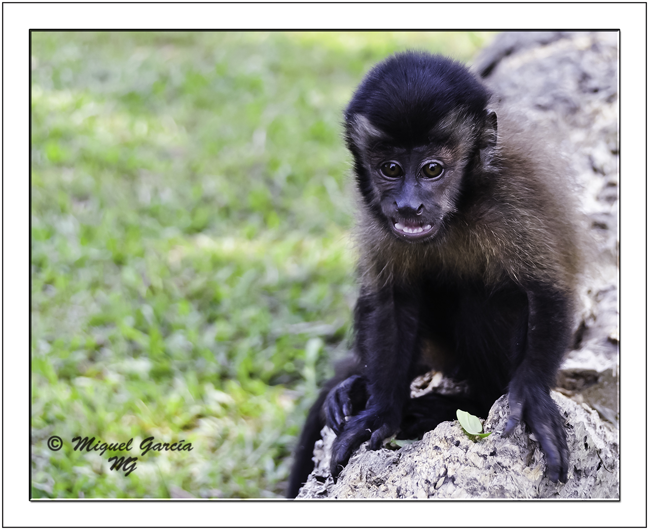 Amazonía Peruana. De los Primates. | El ojo de cristal. Fotografía Amateur.