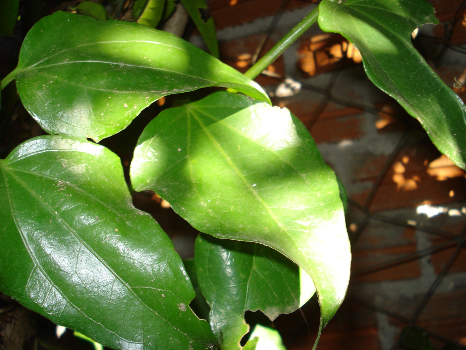 Chile Guaco - An Ode to Chumpe, the Delicious Salvadoran-Style Turkey ...