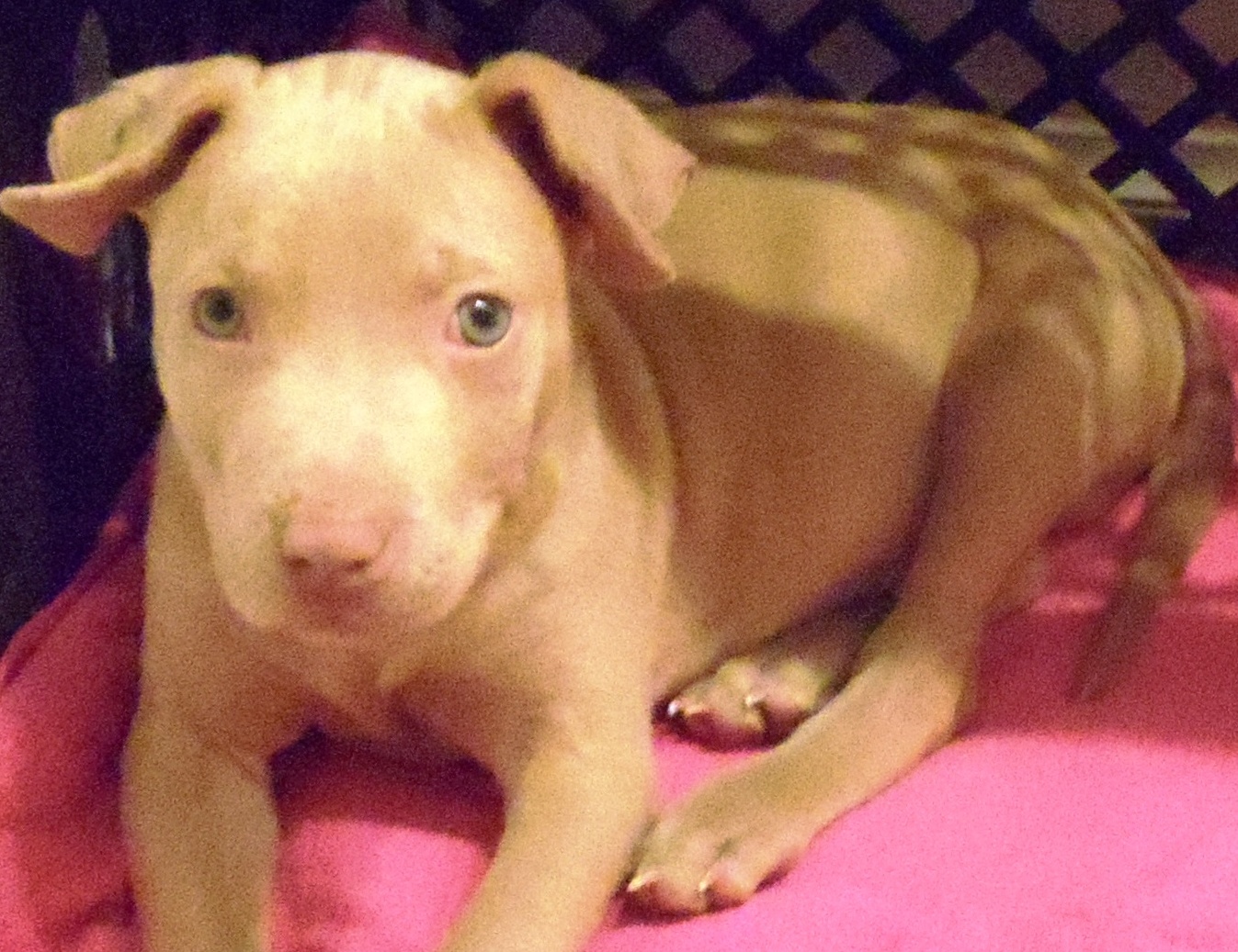 helping bait and injured animals recover utilizing holistic techniques ...