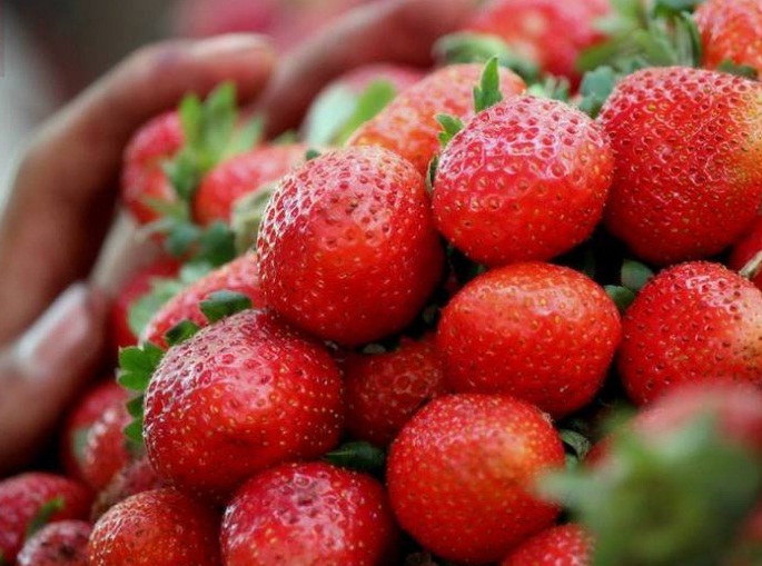 berbagai macam tanaman buah dalam pot yang bisa di tanam - Informasi ...