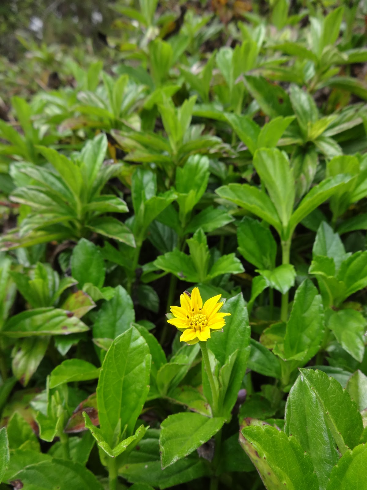 Herbs from Distant Lands: Wedelia - Wedelia chinensis - trilobata ...