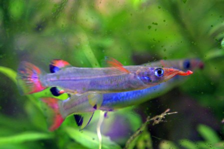 Halfbeak - Alchetron, The Free Social Encyclopedia