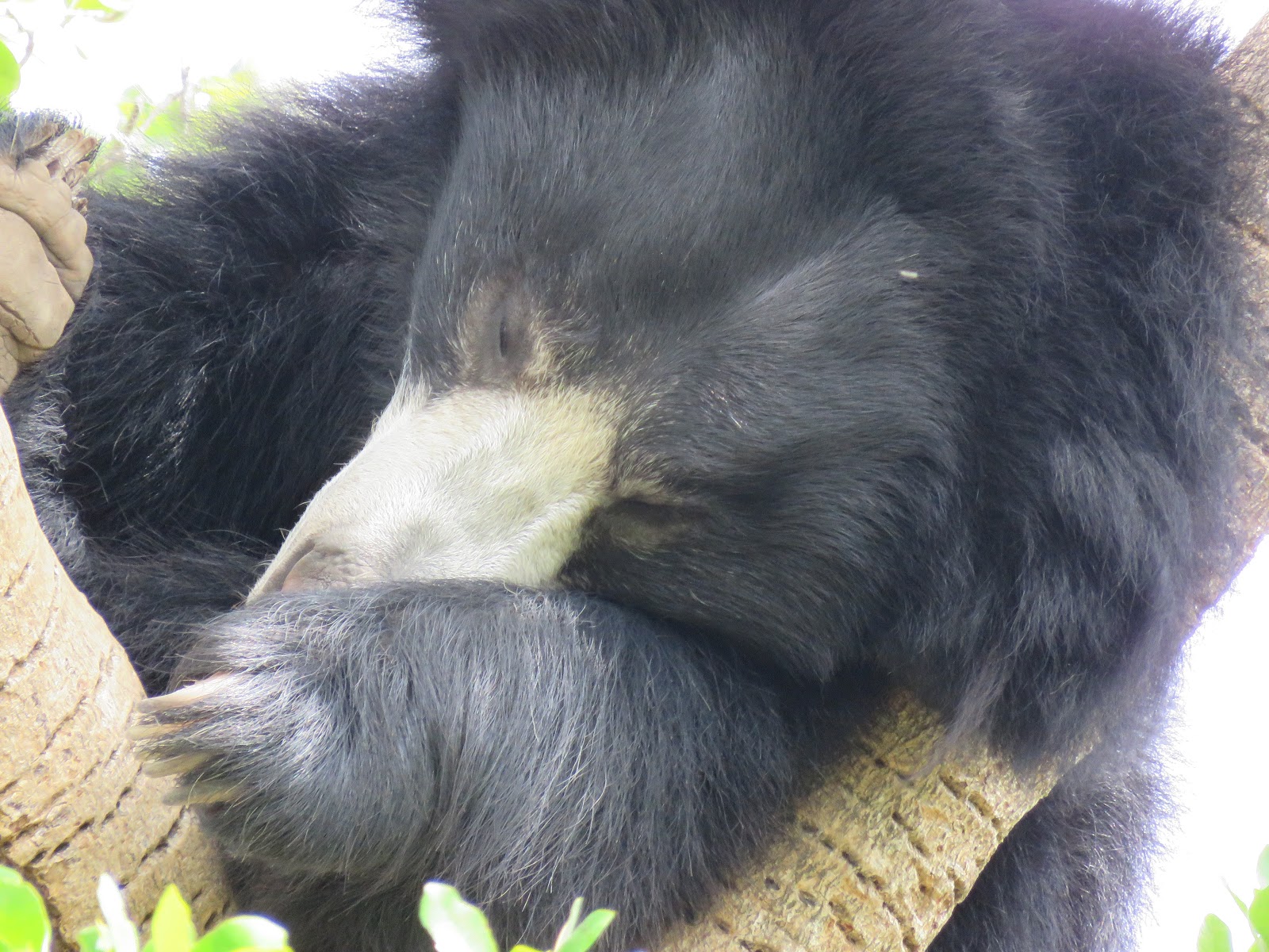 Bonao Internacional: CURIOSIDAD : OSO , DURMIENDO EN UN ARBOL , A 40 ...
