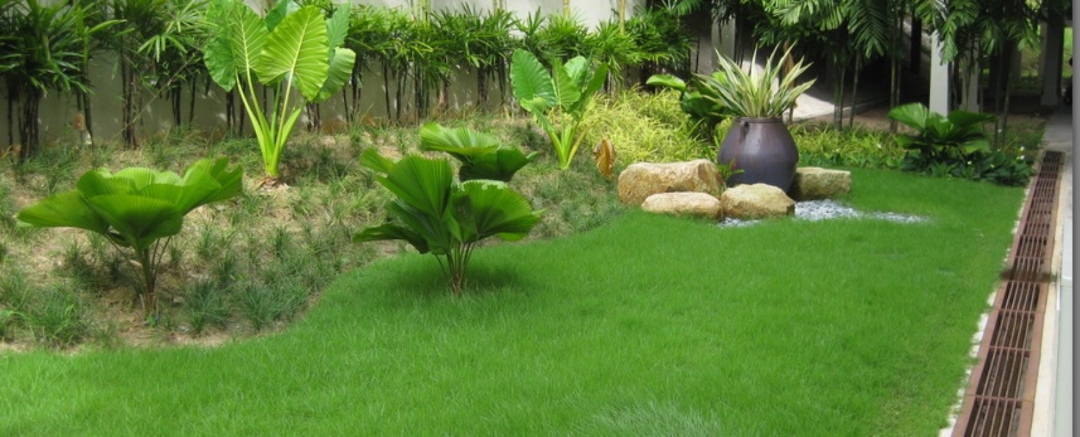 Grass planting | Garden Landscape Design