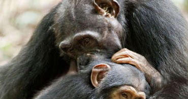 Mundo De Los Animales: REVELAN QUE LOS SIMIOS TIENEN CONCIENCIA Y RECUERDOS