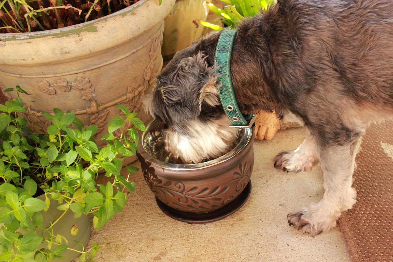 Crafty in Crosby: Elegant DIY Dog Bowl