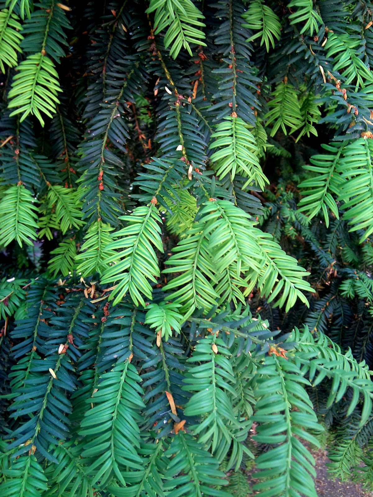 Árboles con alma: Tejo. Teix. (Taxus baccata)