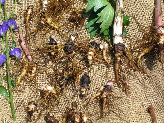 Aconitum delphinifolium