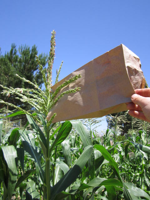 One Acre Farm: Hand-Pollinating Corn