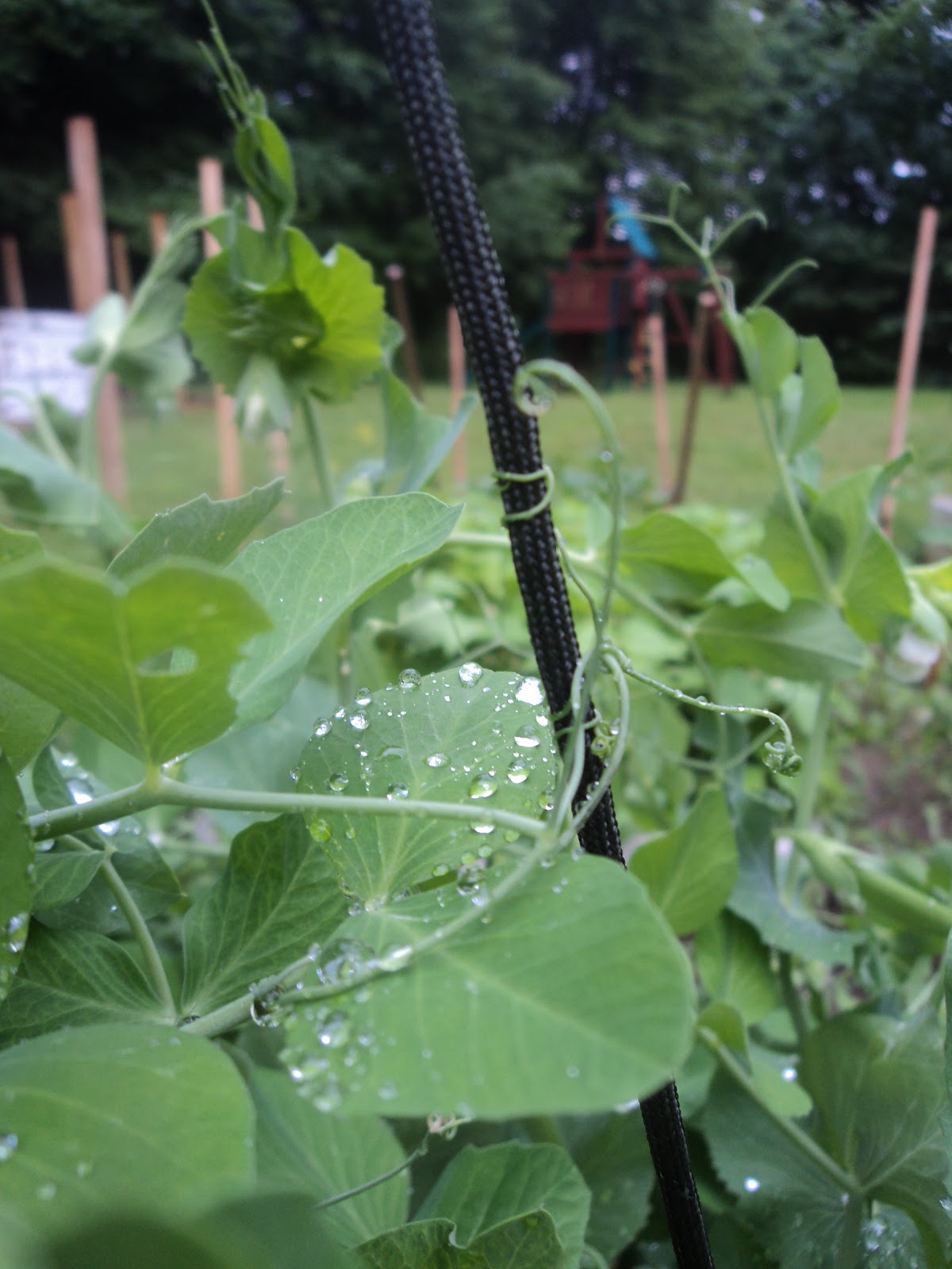 Pretty Clucked Up: Amazingly simple Pea Trellis...