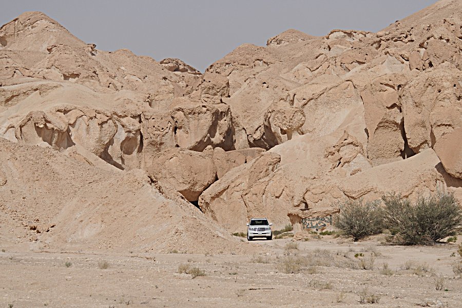Birds of Saudi Arabia: Desert Wheatear - Shedgum Escarpment