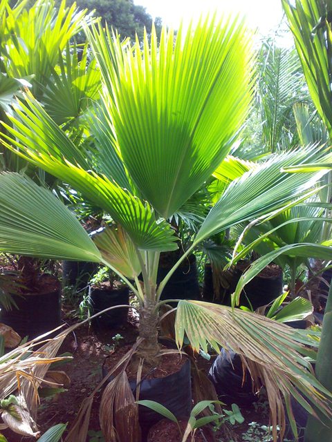 Exploring The New.......: Palm Trees In India