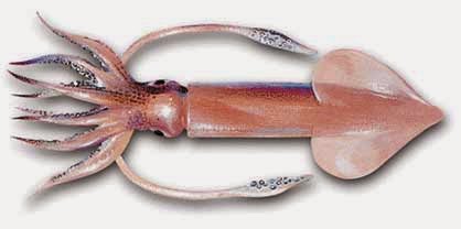 Maravilla del mar: La Pota: Introducción