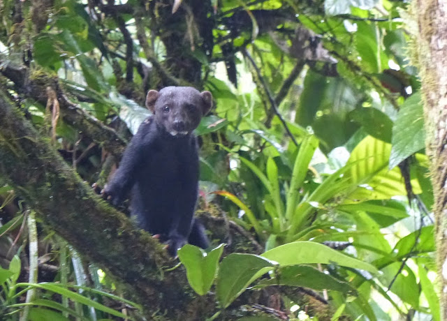 Espacio dedicado a la naturaleza: Tolomuco (Eira barbara)