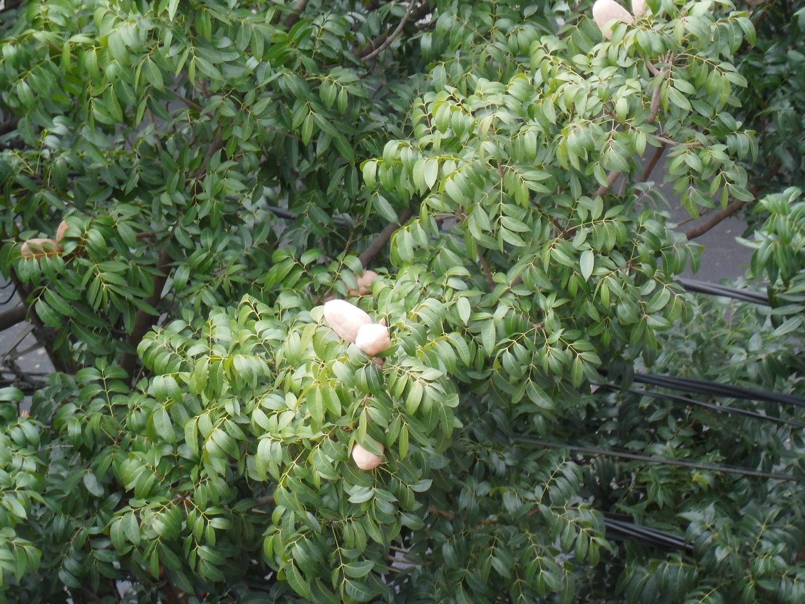 Mahoni Tree Pictures