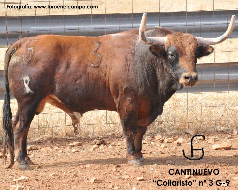 El Toro de Cenicientos: Toros de Cantinuevo para Cenicientos