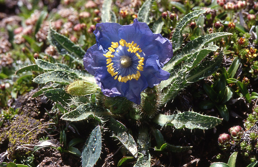 Meconopsis World - A Visual Reference: Meconopsis horridula - Photos In ...