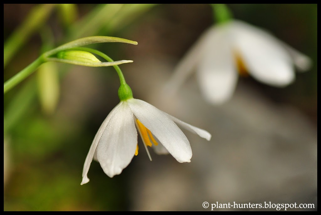 Plant Hunters: Acis ionica