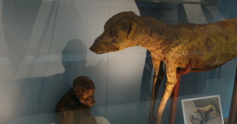 Egyptians: Animal Tombs in the Valley of the Kings