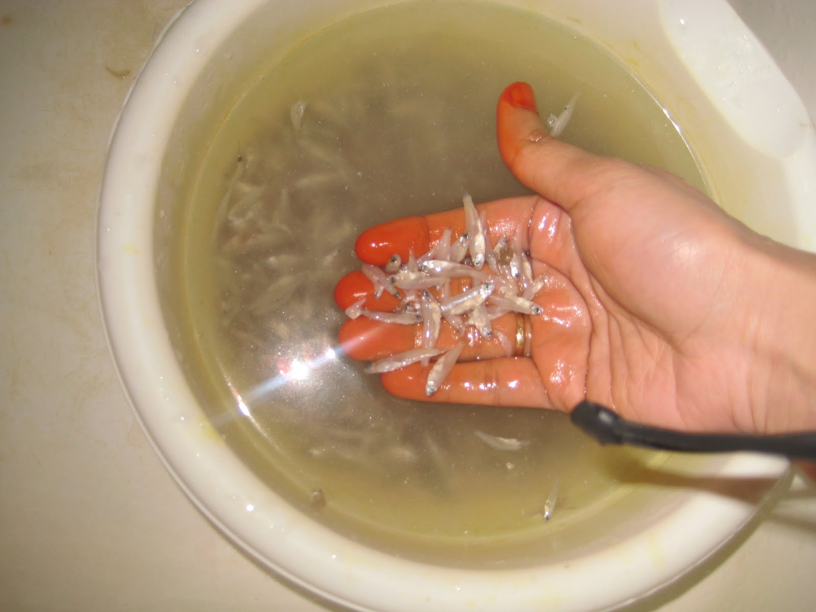 Small Tiny Whitebait Fish Curry (Keski Fish Curry) ~ Lucky's Recipes