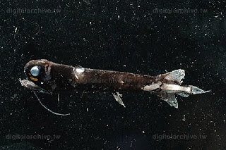 Info animales: COLORES Y BIOLUMINISCENCIA EN PECES ÓSEOS