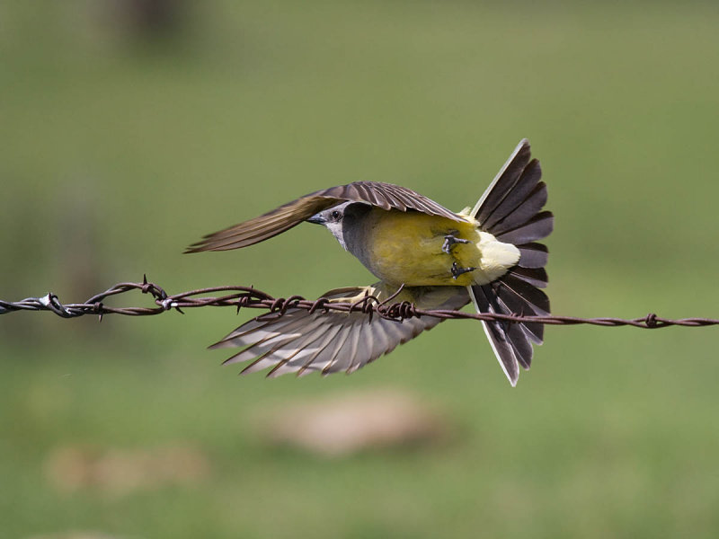 Greg in San Diego: Tutorial: How to Identify Birds in Flight