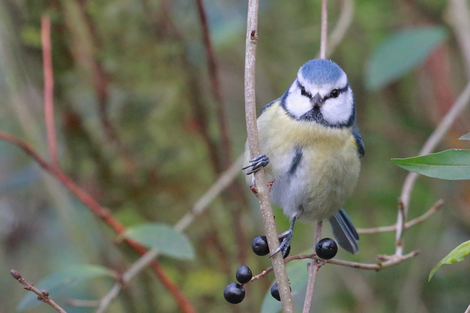 OISEAUX de Jean-Pierre CAPPE: 18-12-2017, Butor étoilé de Belgique.