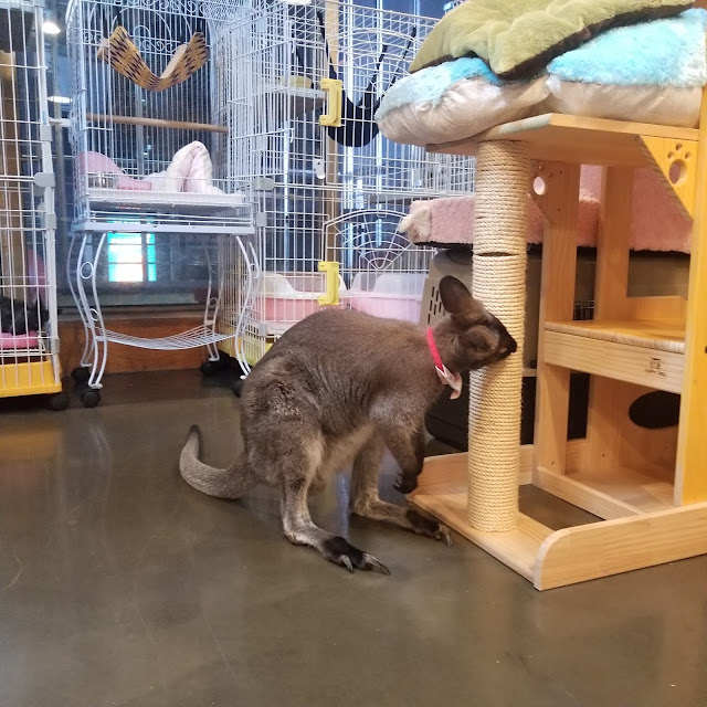 Day 1: Meerkat Cafe - Hongdae, Seoul - chichicho~