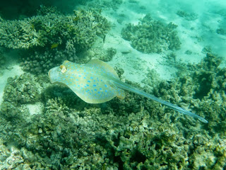 Australian Water Animals