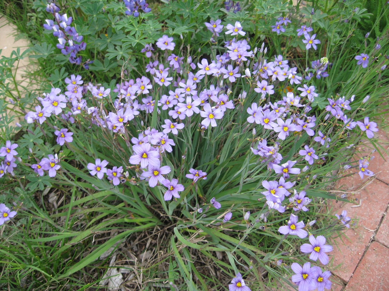 Mother Nature's Backyard - A Water-wise Garden: Gardening with ...