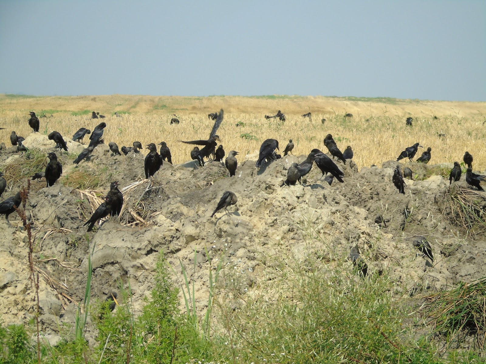 PASARI DIN ROMANIA: CIOARA DE SEMANATURA, Corvus frugilegus