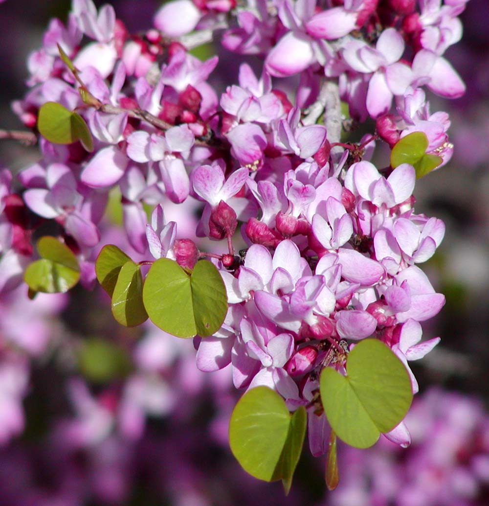 Earth and Space News: Cercis occidentalis: Magenta Spring of California ...