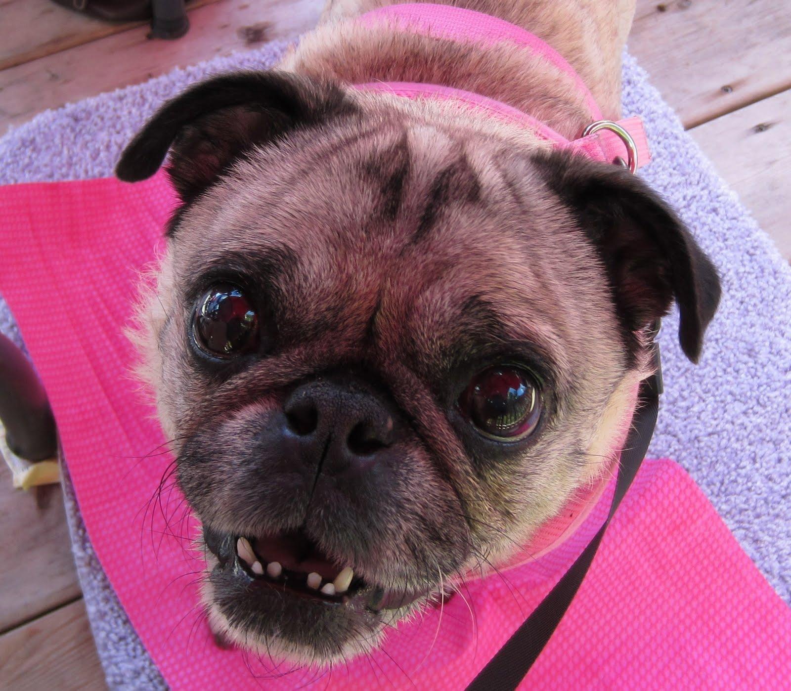 Do Pugs Have Bad Teeth