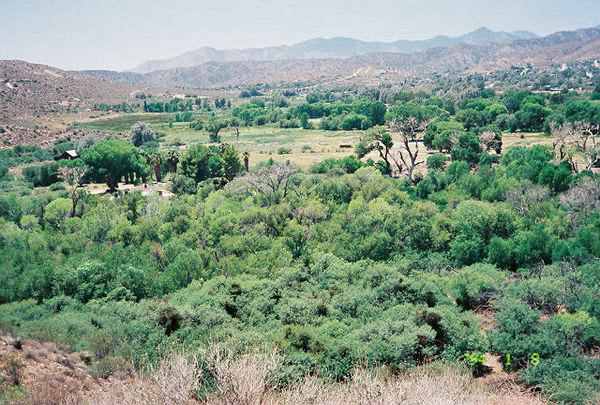 Western Sojourns: Travels with Camissonia: BIG MORONGO CANYON PRESERVE ...