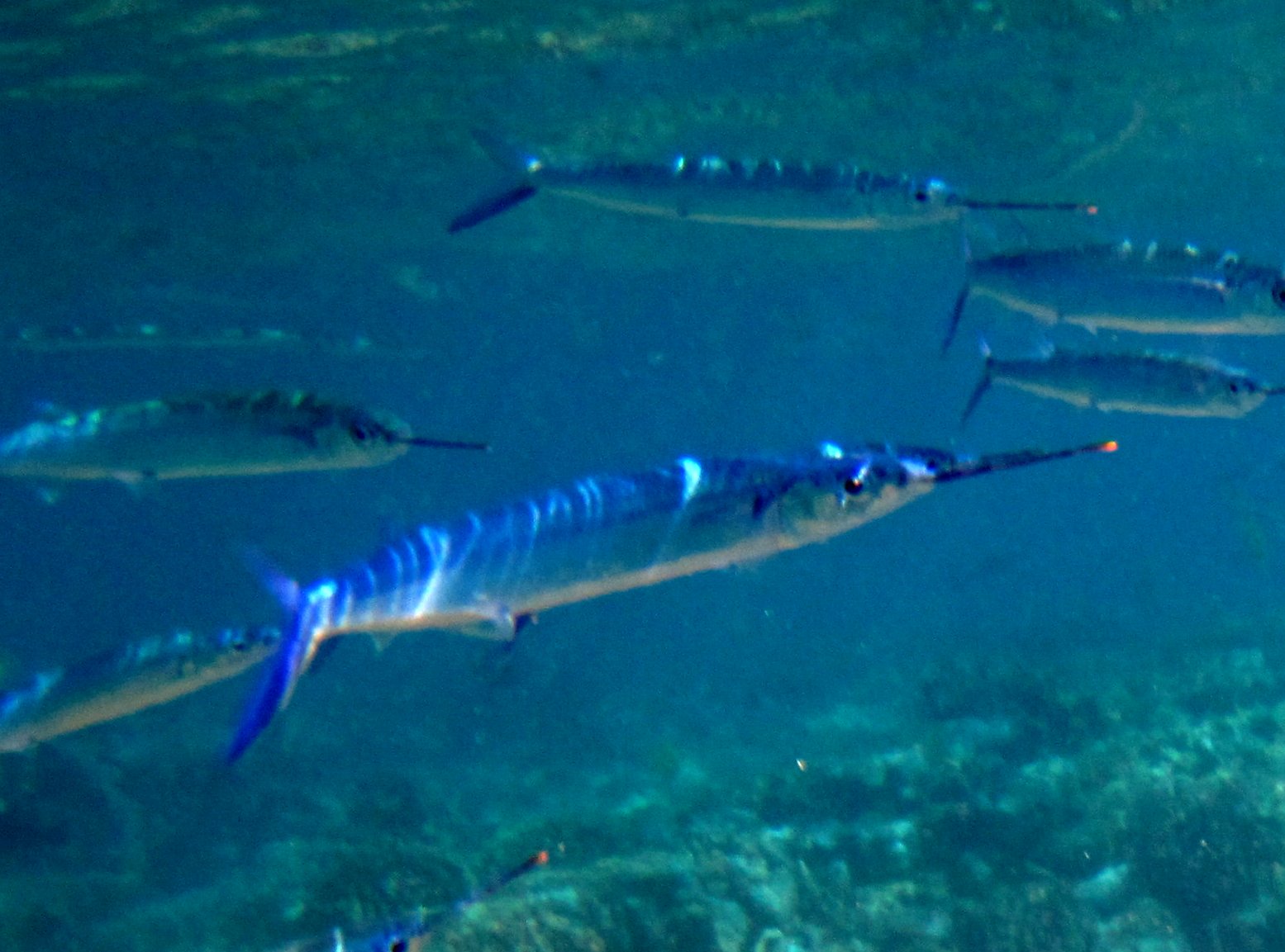 Kona Snorkeling, Fish Watching and Other Adventures: Happy Birthday ...