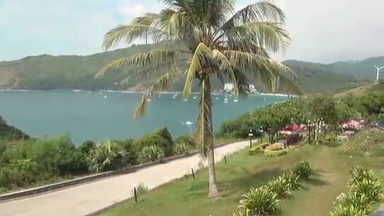 Cocos nucifera «cocotero» - Id Plantae