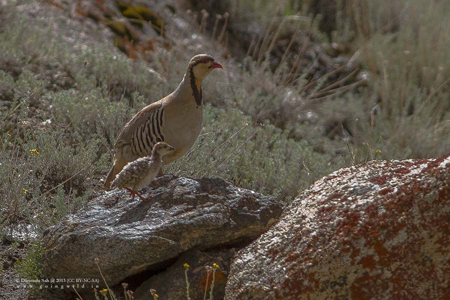 Birding India: Chukar Partridge