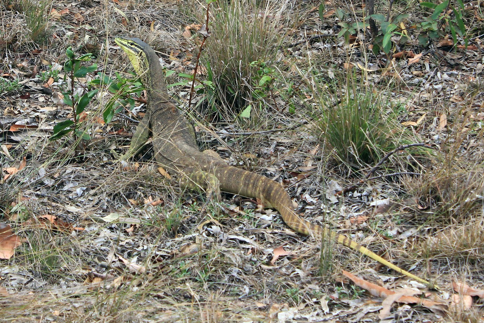 doovalacky: The Mary River turtle.