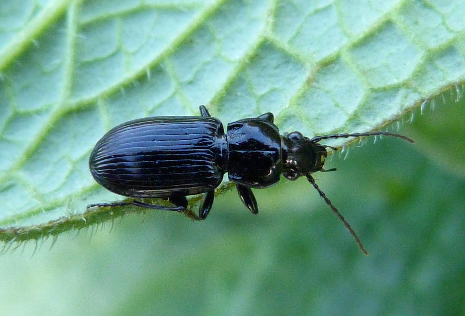 Insects of Scotland: Other Beetles