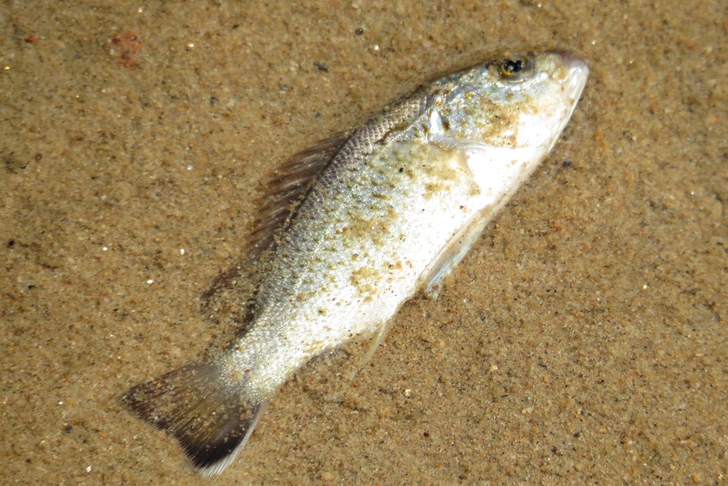Queensland Coast: Salt Pans of Wunjunga