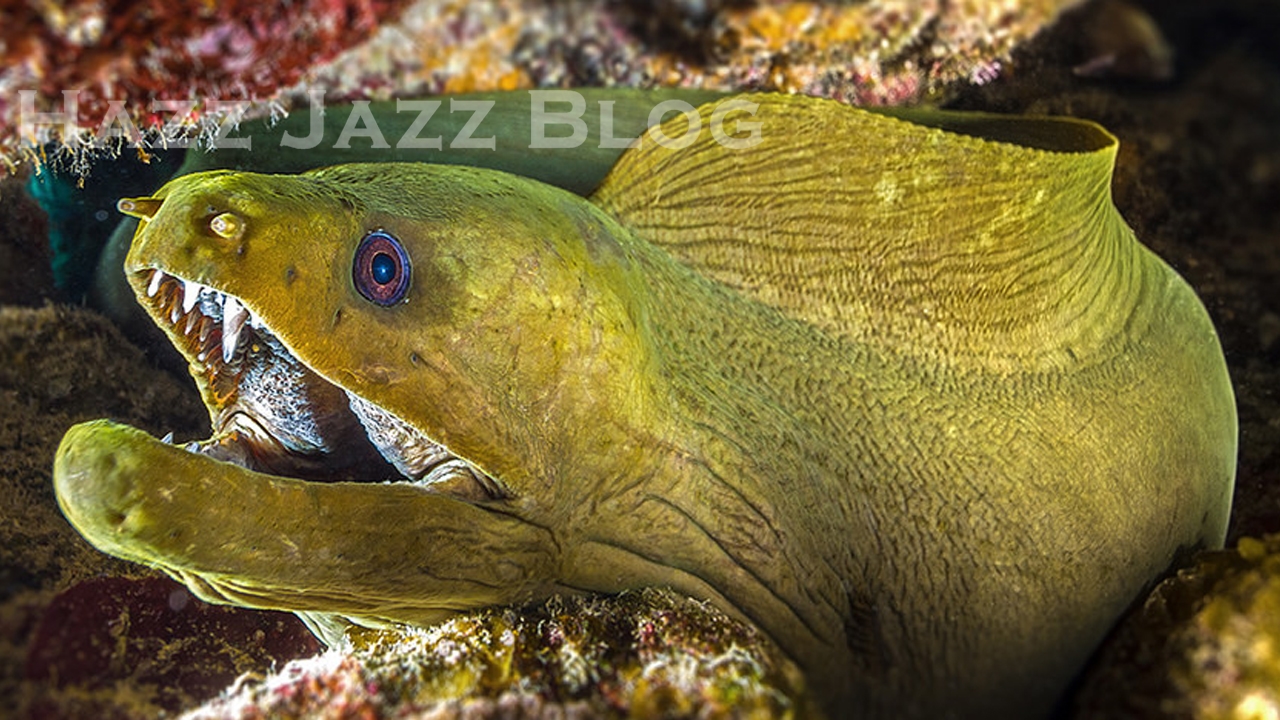 10 Most Dangerous sea creatures in the world