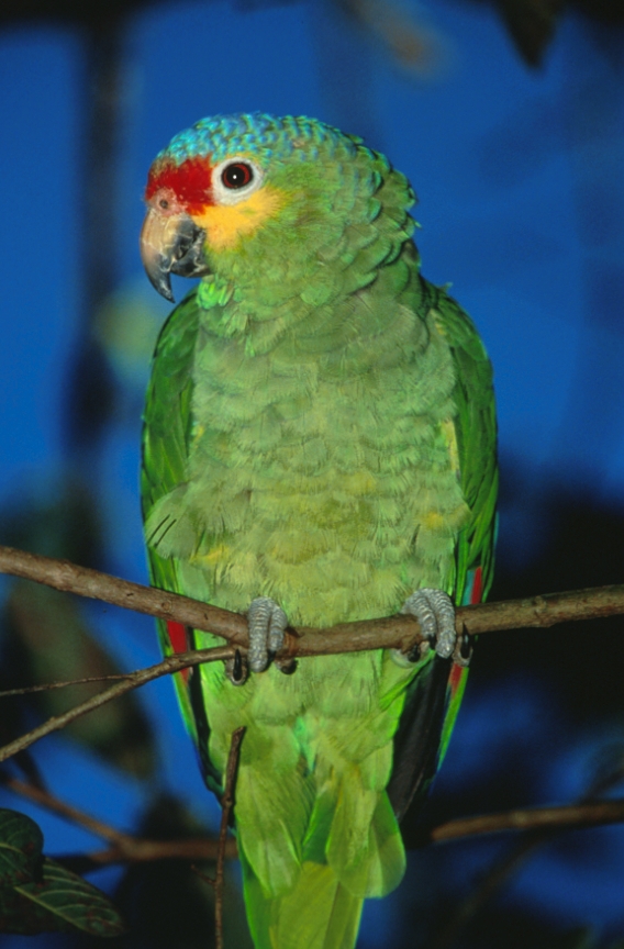 aiidaa: imagen Loro!!