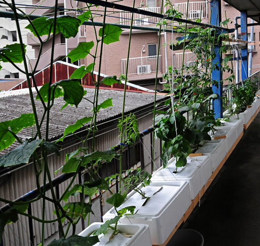 Plant Life: Hydroponics