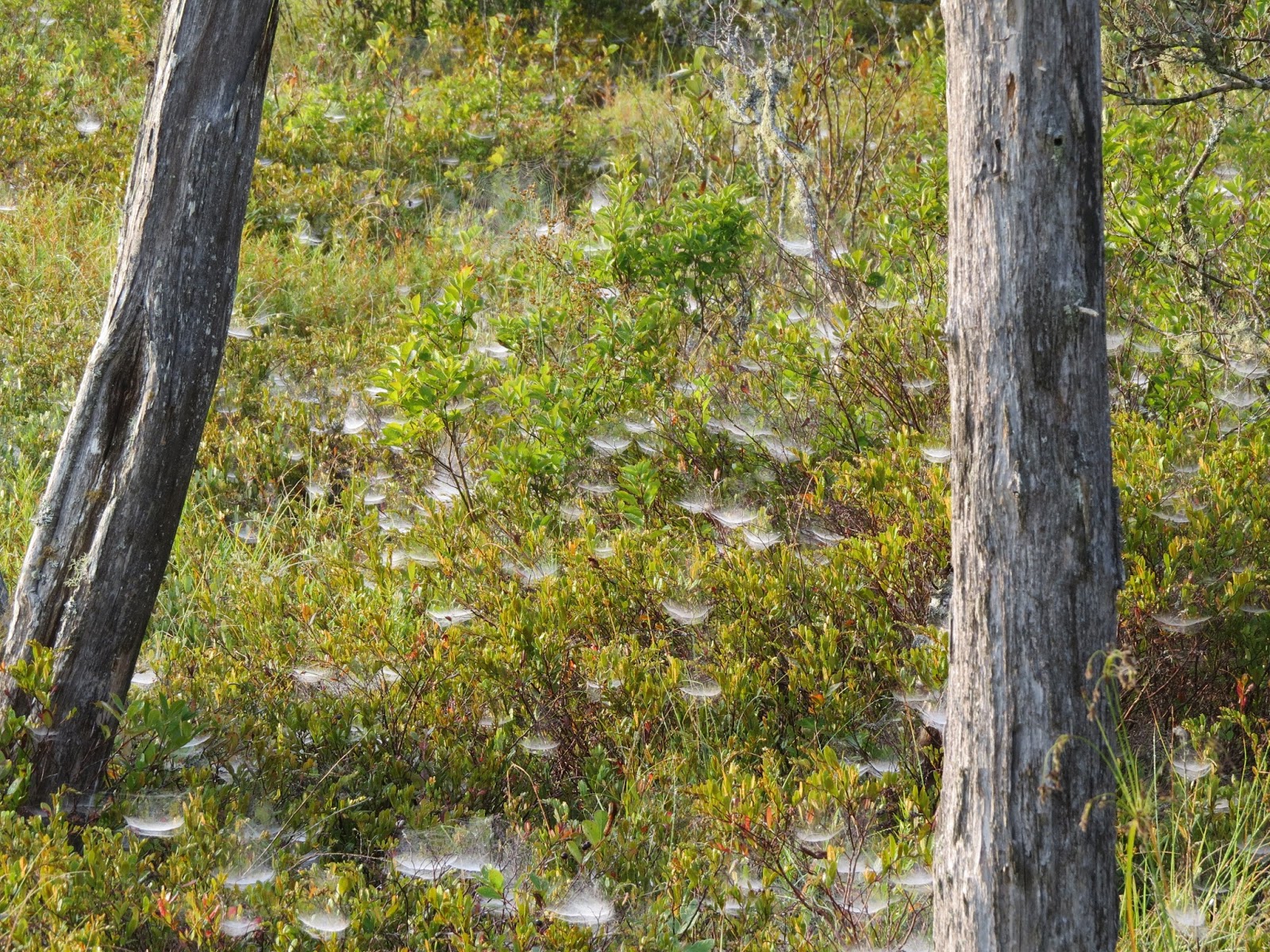 Vermont Birds and Words : Boreal Birds - NEK VT Moose Bog & Victory Basin