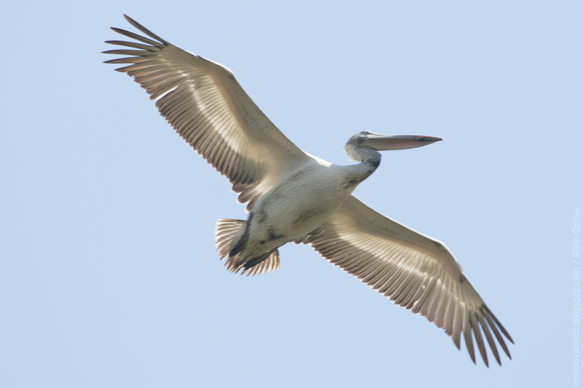 Păsări din Moldova: #173. Pelicanul creț