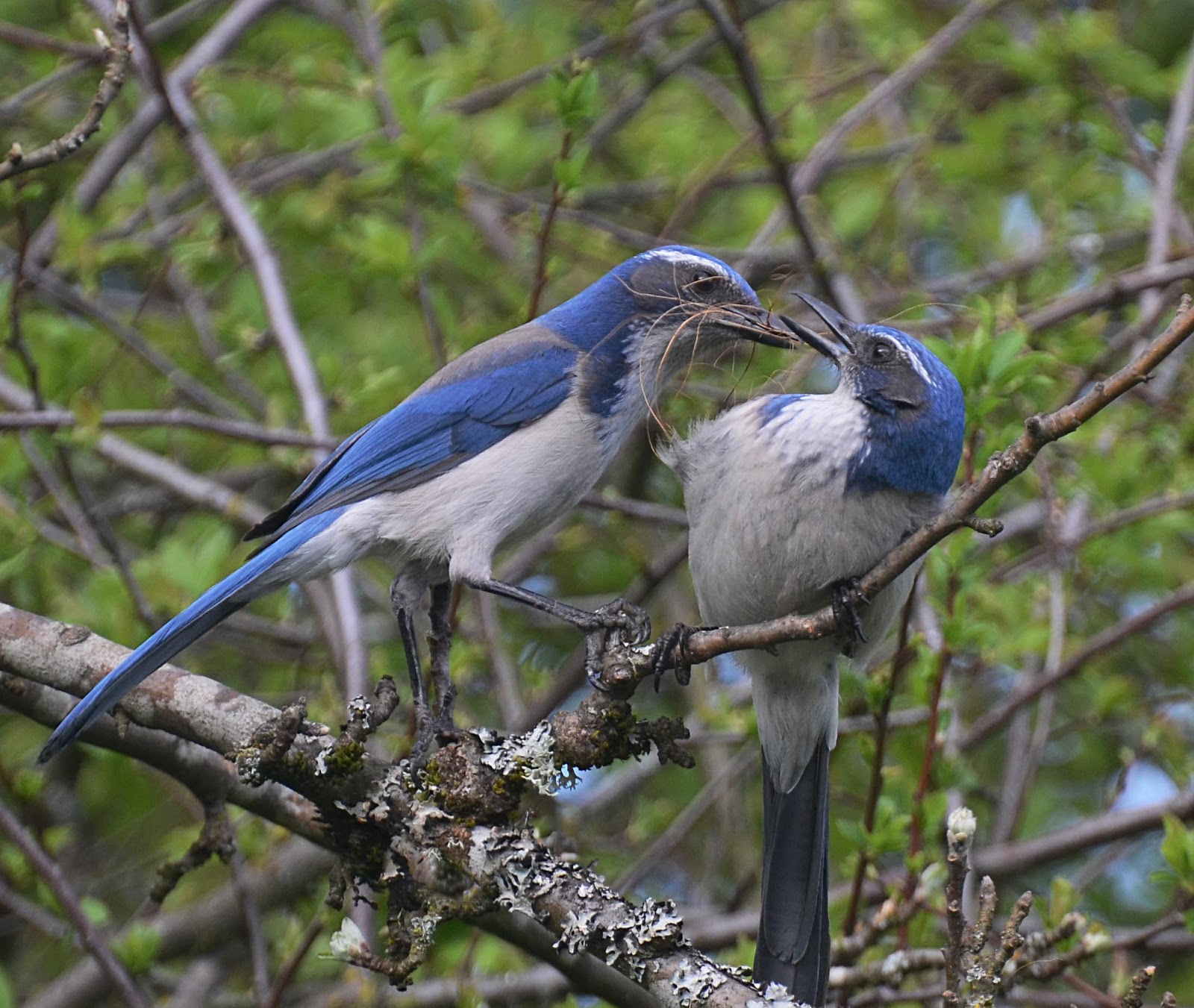 Oregon Backyard Birds, etc.: Scrub-Jay's Nest Building