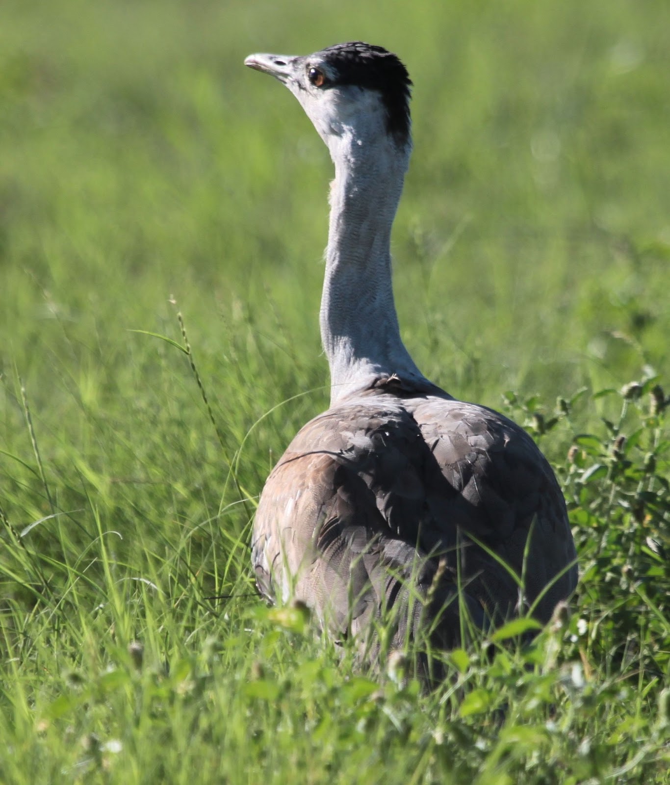 Central Australia Bird Photos: Australian Bustard - also known as Bush ...