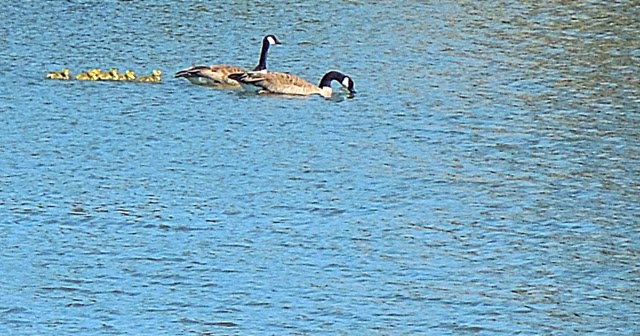 Comfort Spiral: Spring Birds on Wednesday